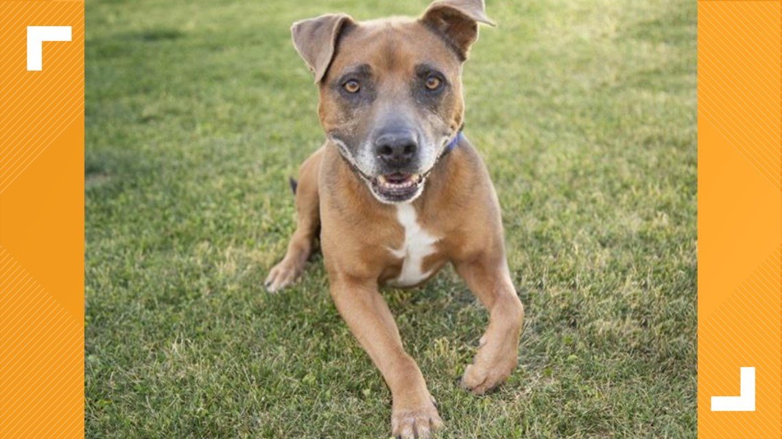 Arizona Humane Society waives adoption fees through July | 12news.com
