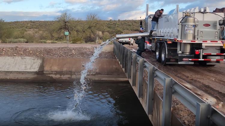 SRP restocks canals with thousands of fish | 12news.com
