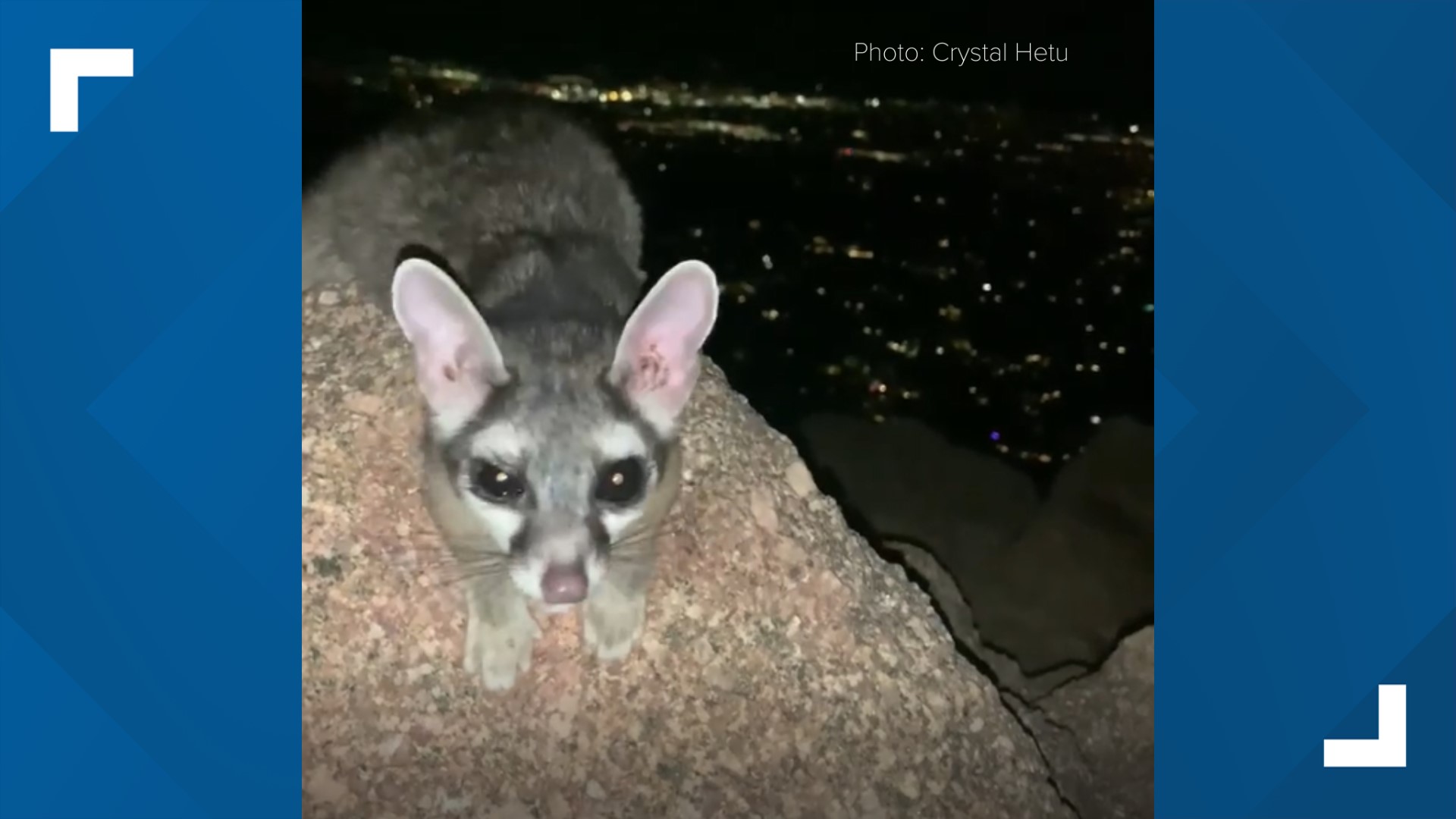Arizona hiker films ringtails up close and personal | 12news.com