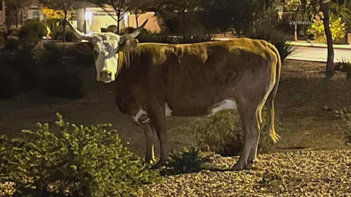 Cows in Gilbert cause a nuisance for neighbors | 12news.com