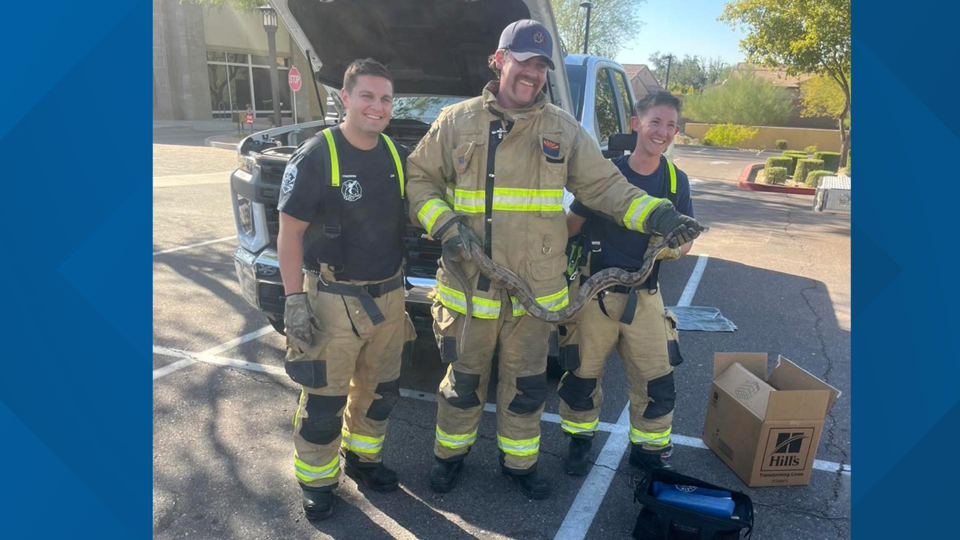 Arizona firefighters remove boa constrictor from pickup truck | 12news.com