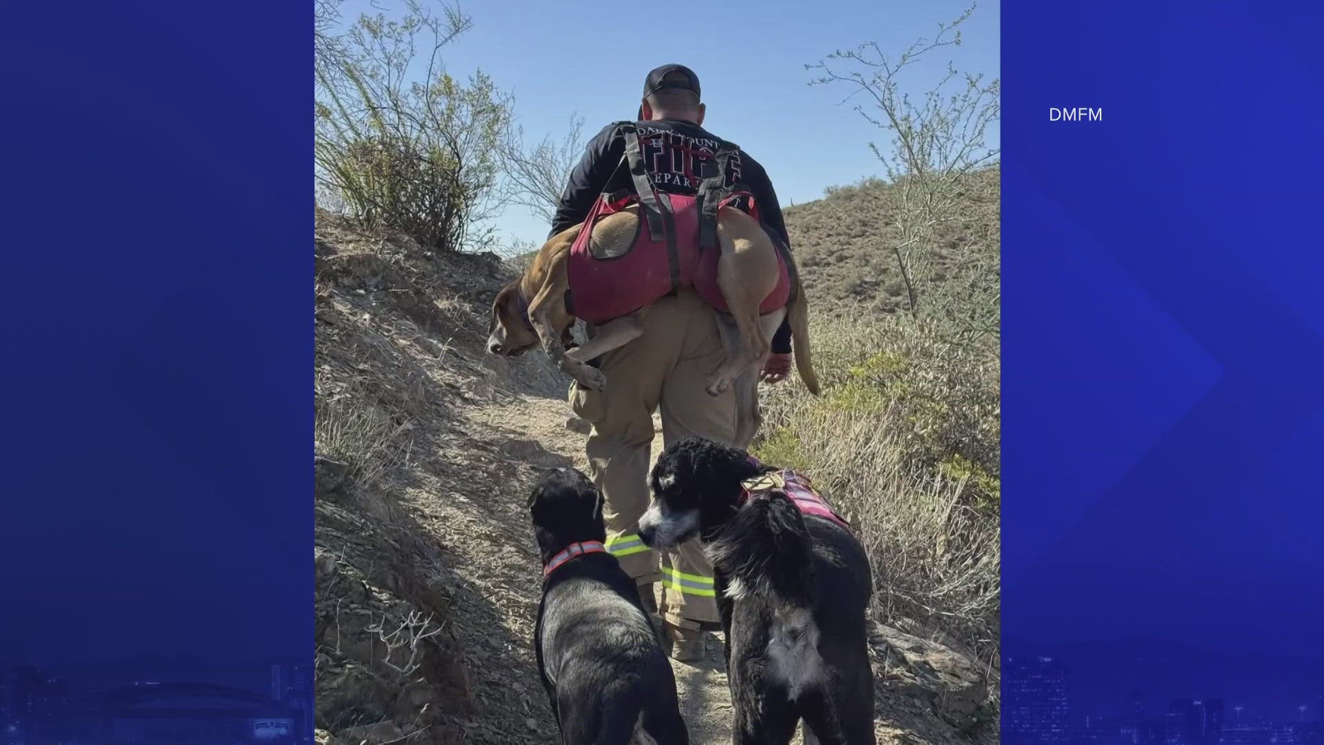 Dogs rescued after four days in the Arizona desert | 12news.com