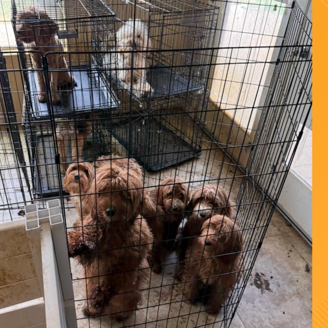 Dogs recovered from Valley home during investigation into breeding ...