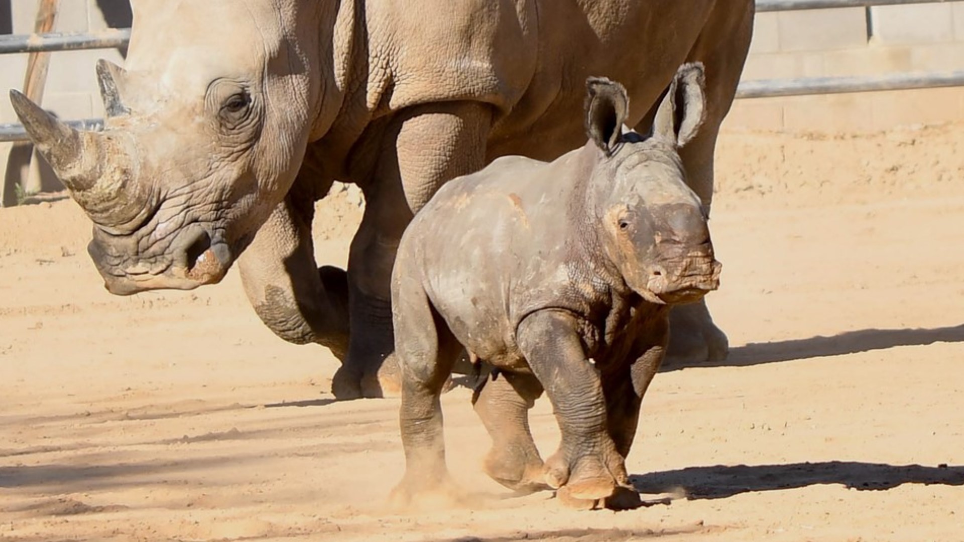 Arizona zoo welcomes new baby white rhino, first in decades | 12news.com
