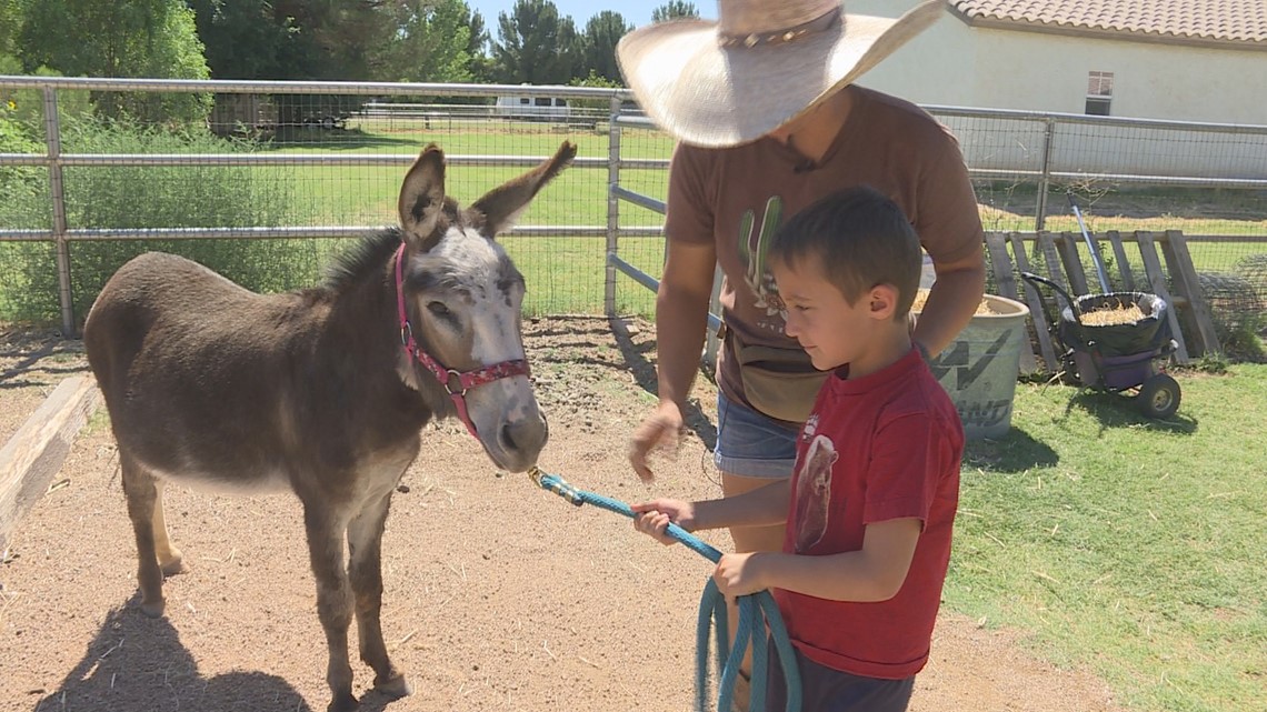 Spend time with donkeys in Queen Creek | 12news.com