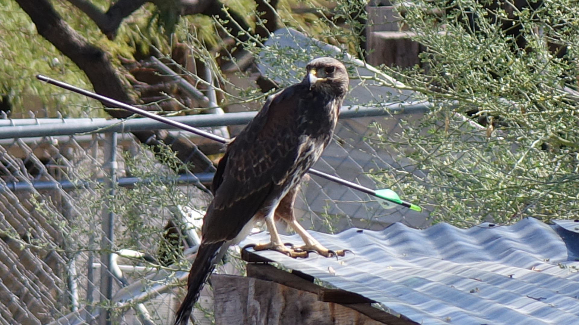 Hawk flew 5 days with arrow through its body before being rescued ...