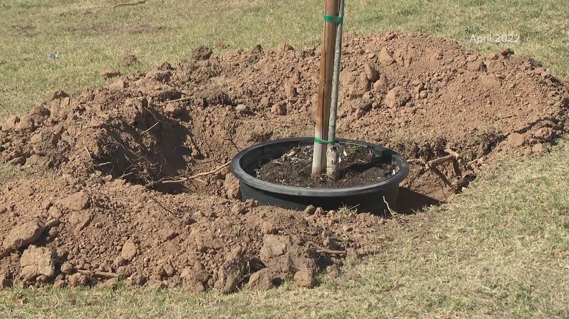 Phoenix gets $10 million to plant more shade trees | 12news.com