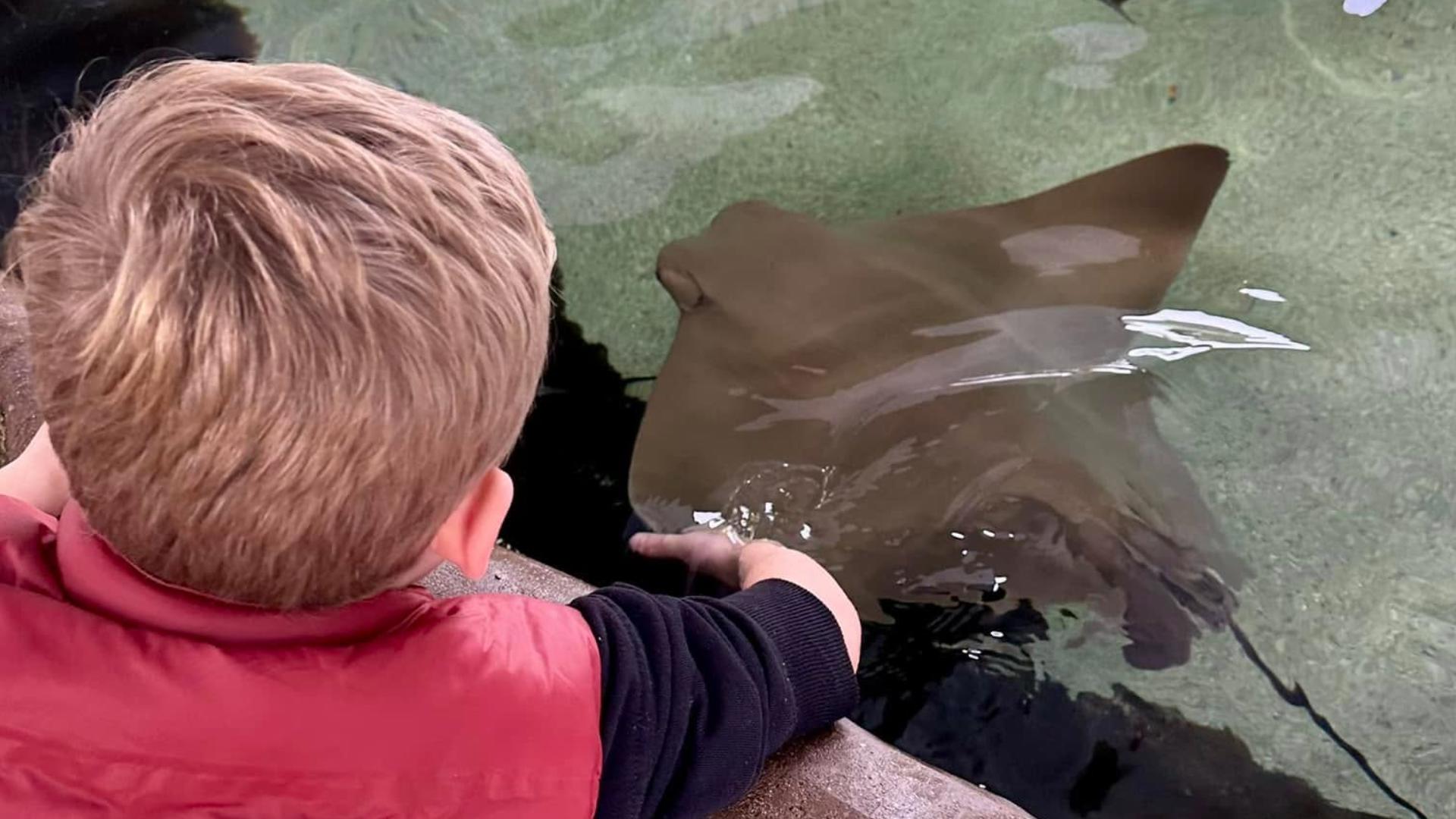 Can you see stingrays in Arizona? | 12news.com