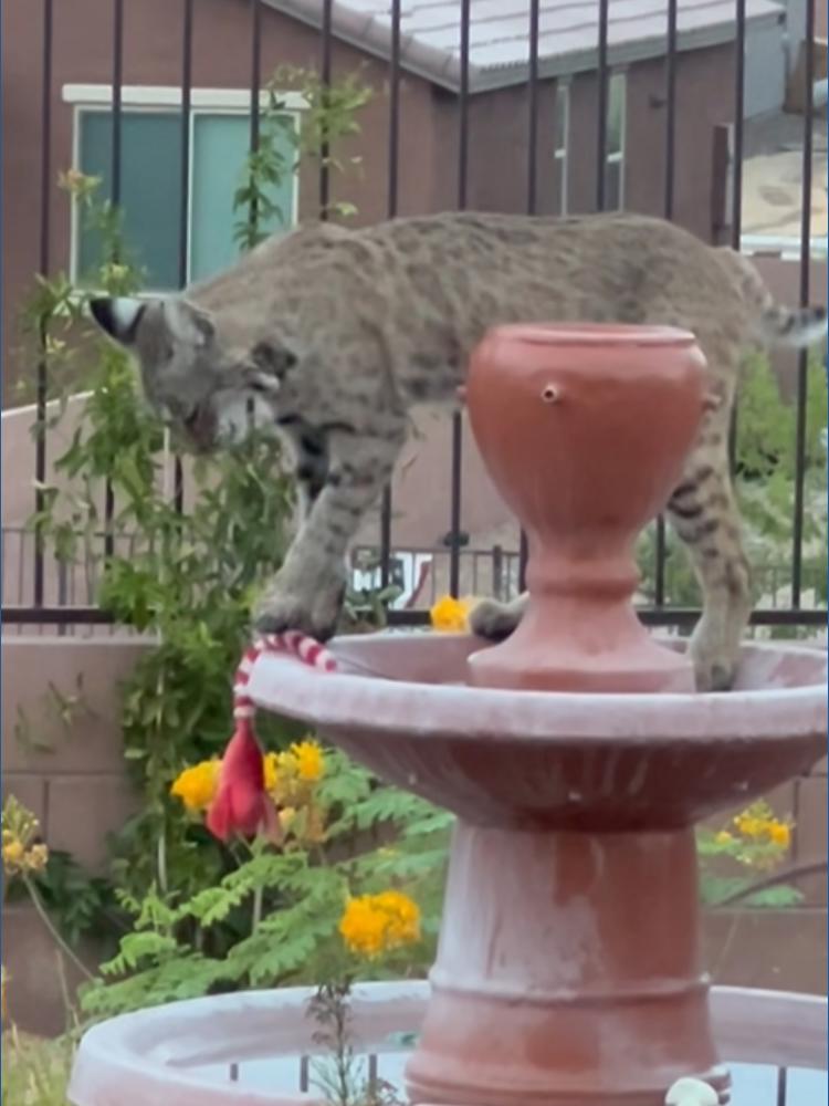 Video captures bobcat playing with backyard toys in Tucson neighborhood ...