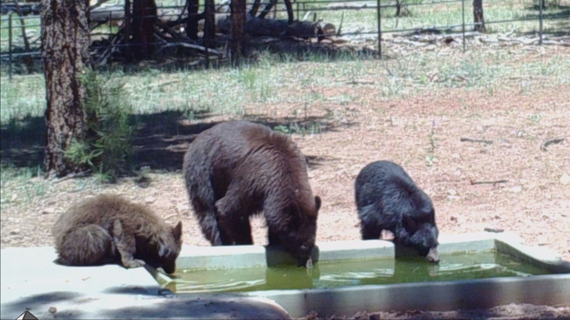 Arizona Game & Fish needs help providing water for wildlife | 12news.com