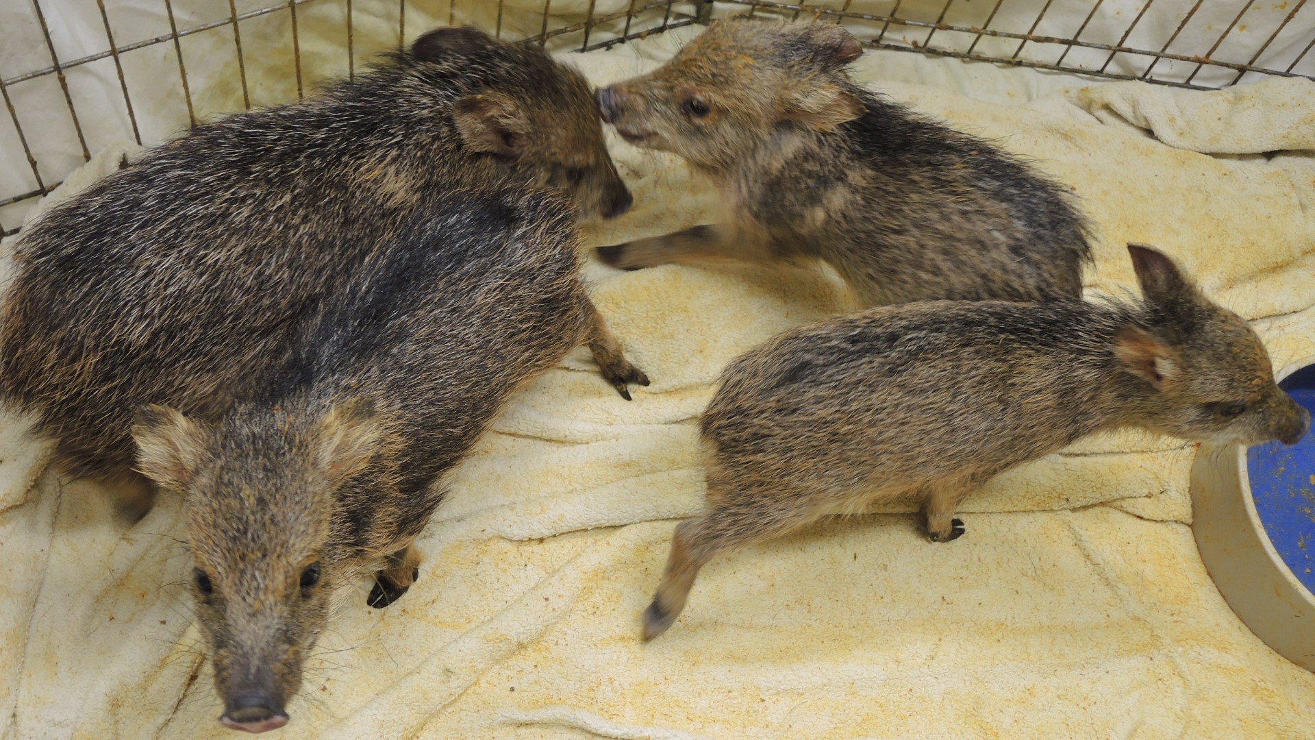 Arizona's furry residents: Keeping wild animals safe | 12news.com