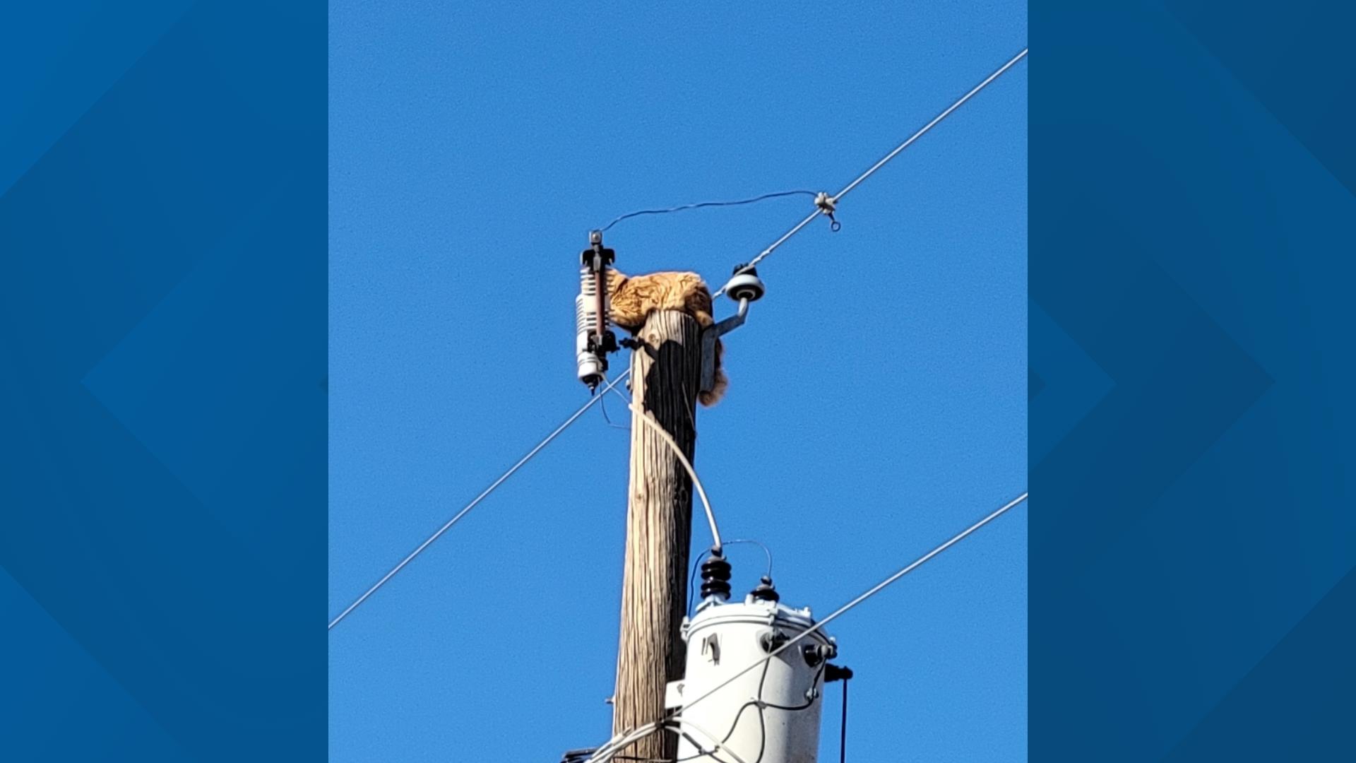 Sweet Pea the cat rescued from power pole in Eloy | 12news.com