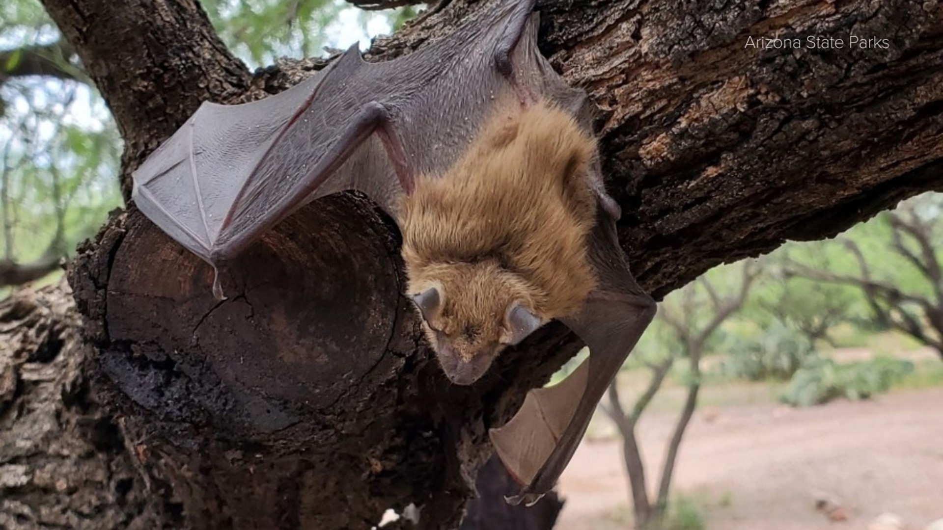Arizona Bat Week events happening across the state | 12news.com