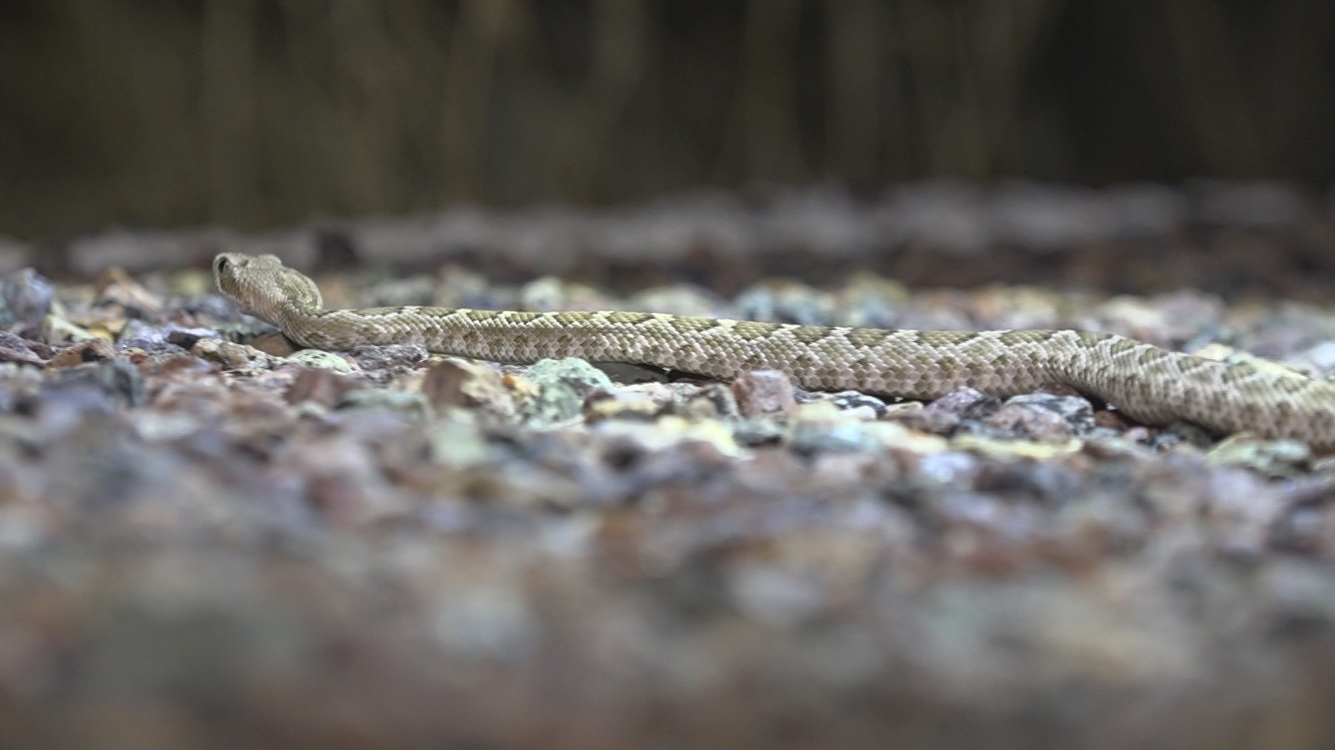 'Herping' is how to find snakes in the Arizona desert | 12news.com