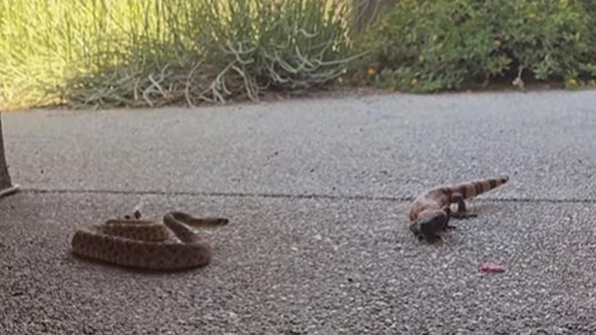Gila monster and rattlesnake found on resident's front porch | 12news.com