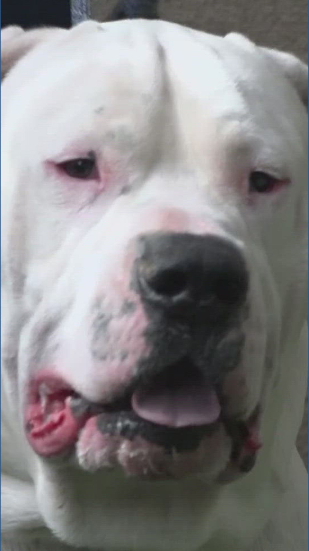 5 dogs at overcrowded Arizona shelter face Sunday euthanasia deadline ...
