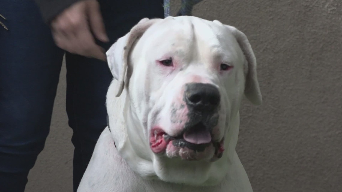 5 dogs at overcrowded Arizona shelter face Sunday euthanasia deadline ...