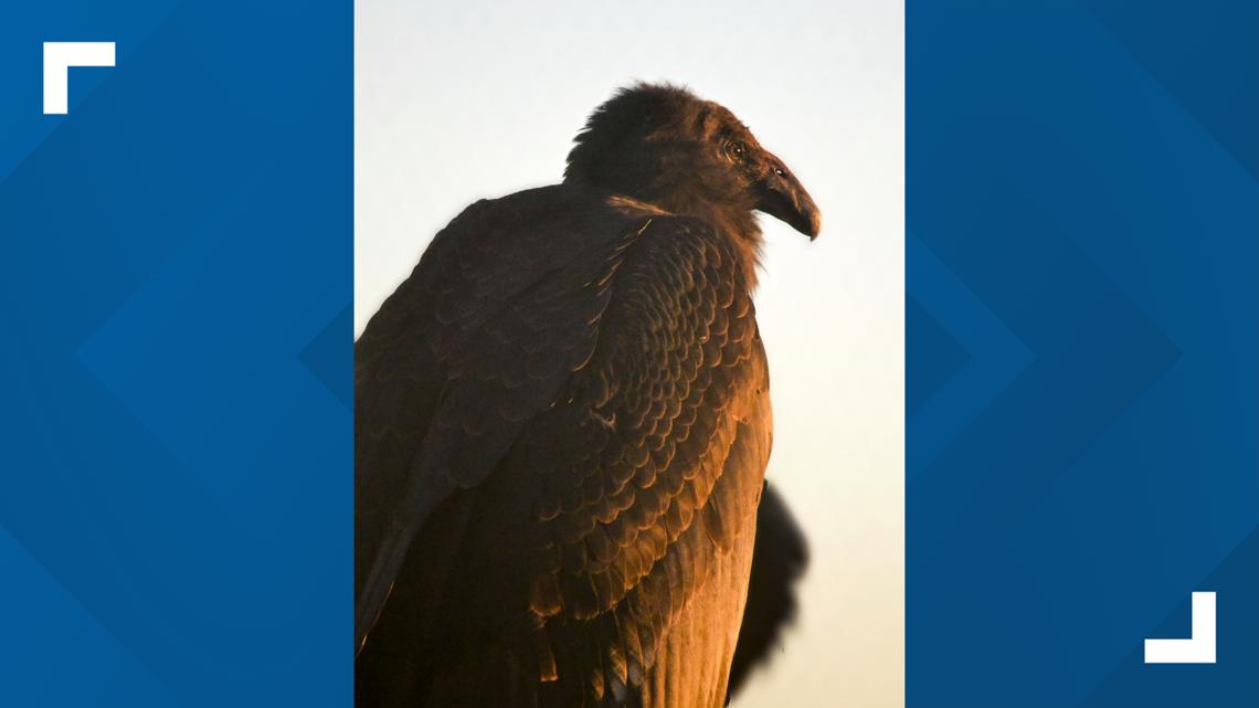 A rare condor hatched and raised in captivity to be released | 12news.com