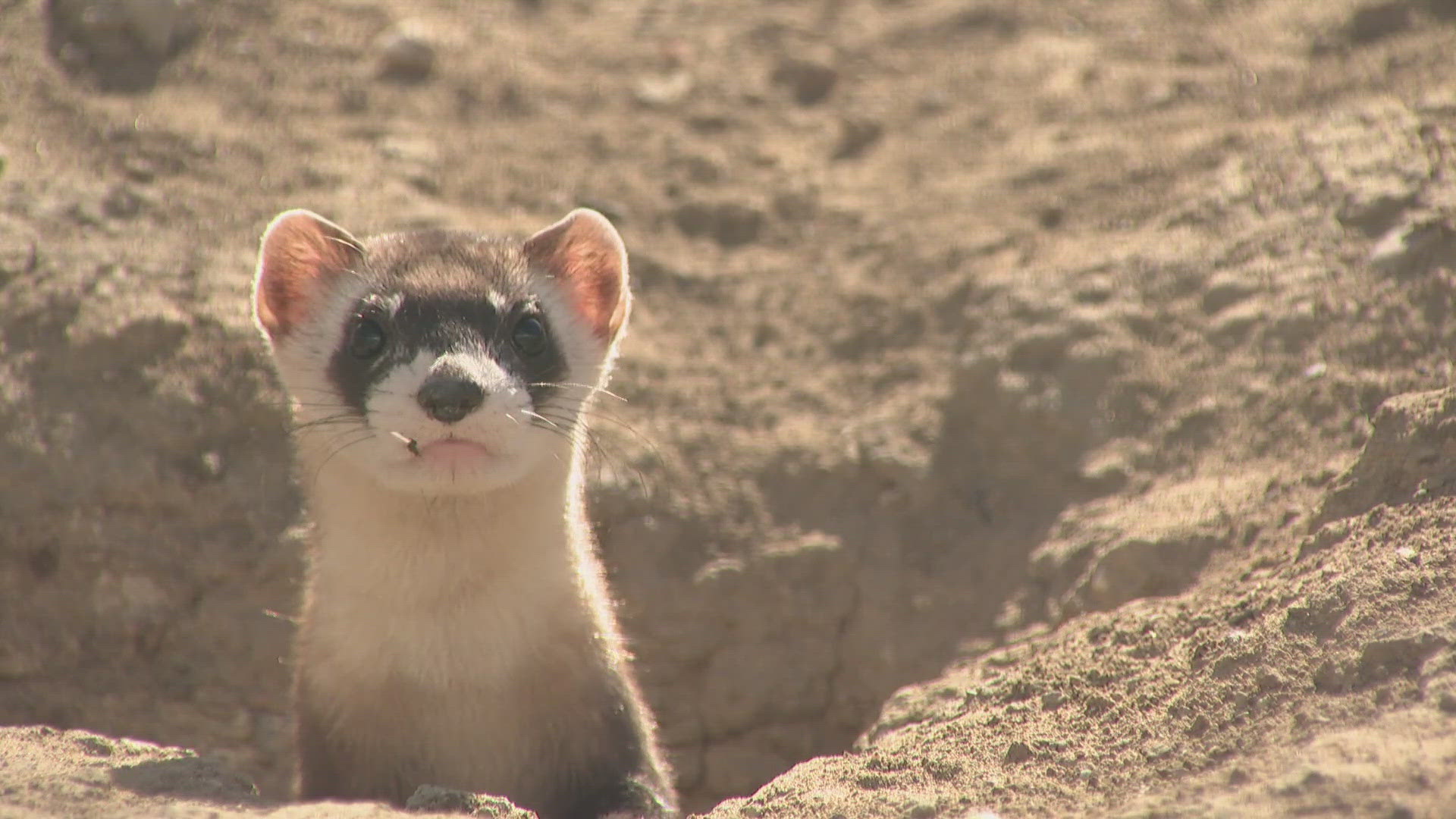 Working to save the black-footed ferret with conservation, cloning and ...