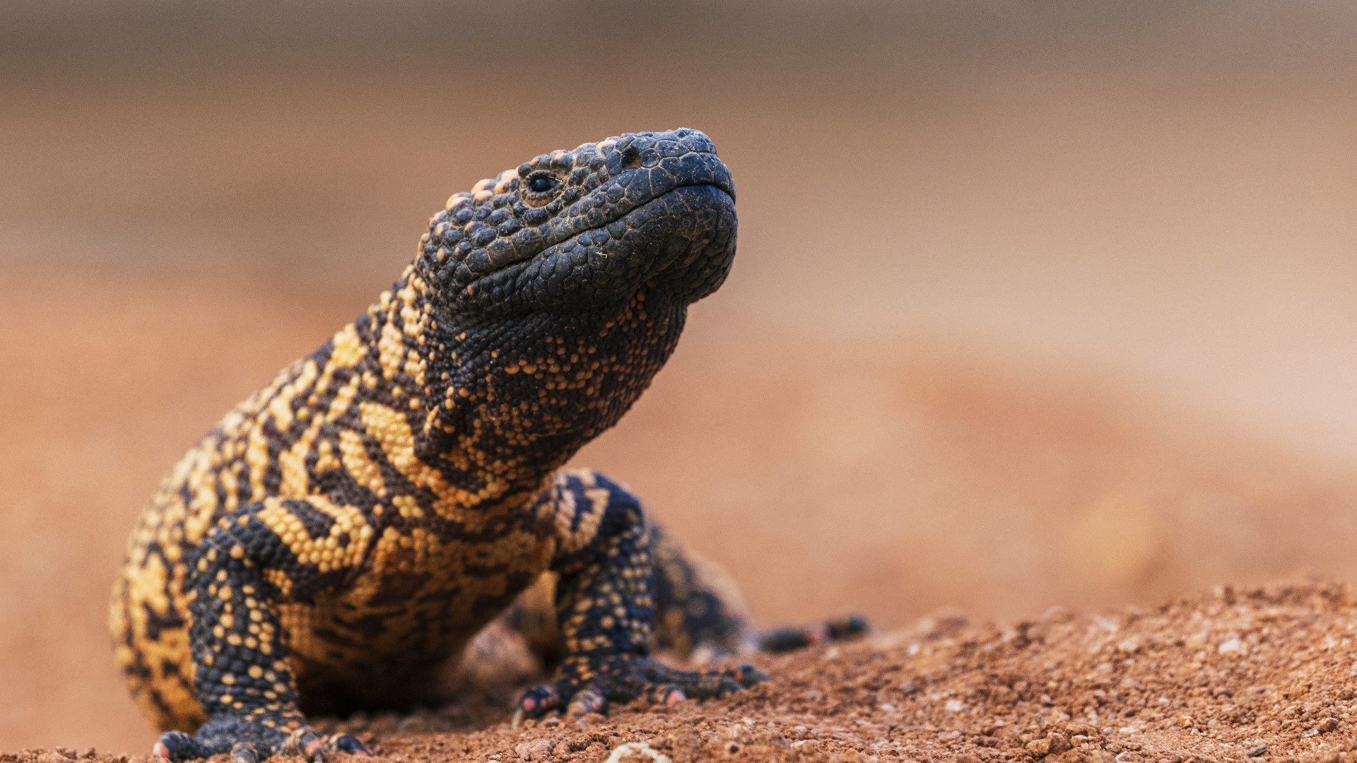 ASU researcher first to sequence Gila monster genome | 12news.com
