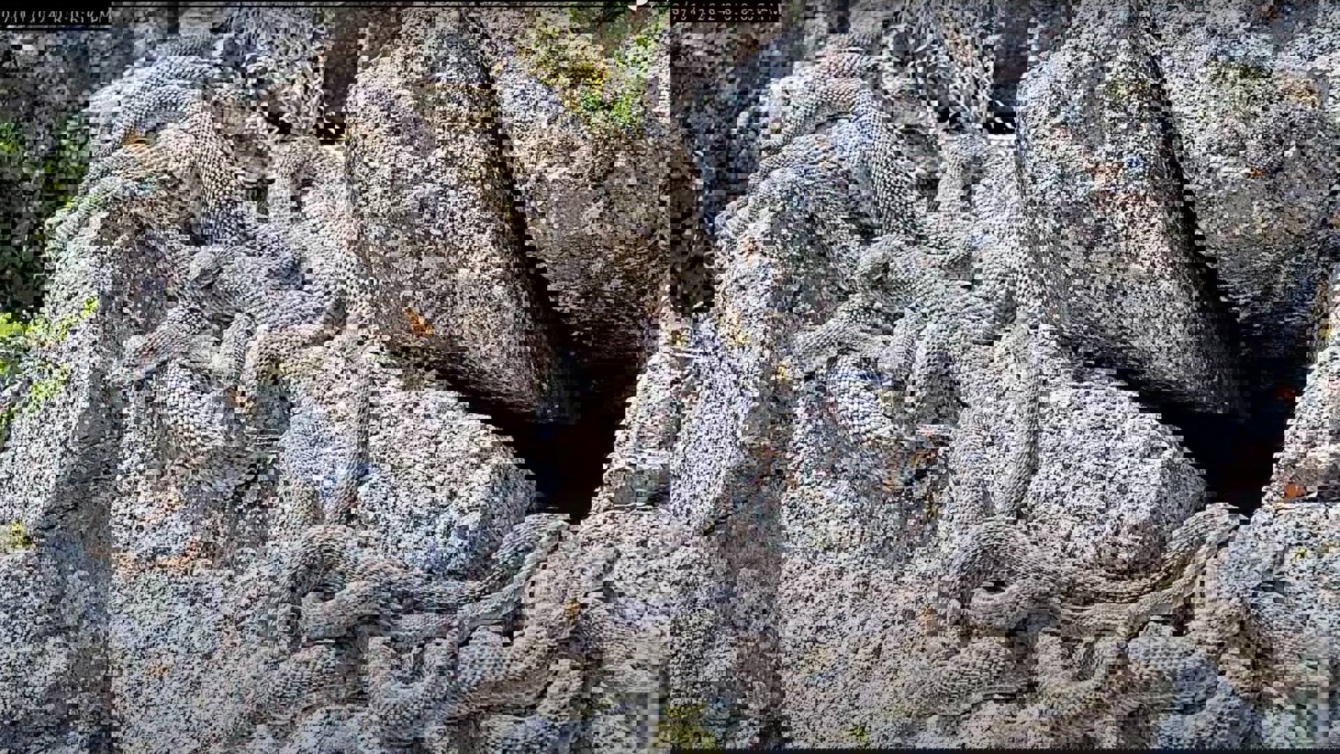 Colorado rattlesnake mega den springs to life | how to watch | 12news.com