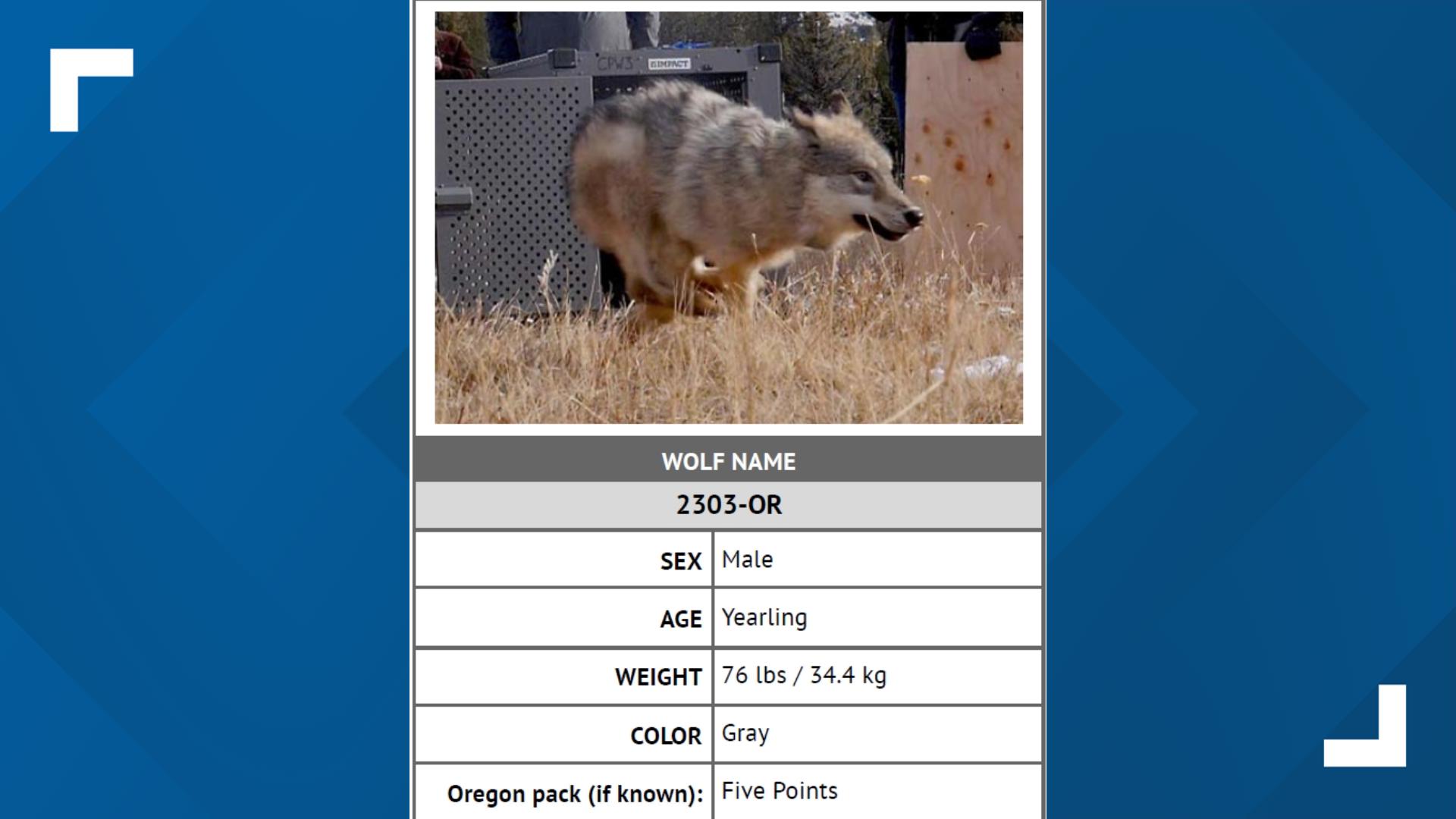 Wolf found dead in Colorado likely killed by mountain lion | 12news.com