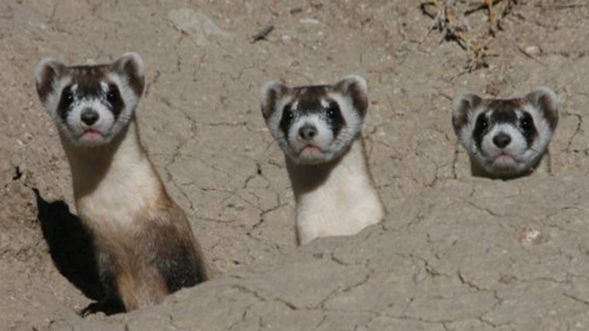Working to save the black-footed ferret with conservation, cloning and ...