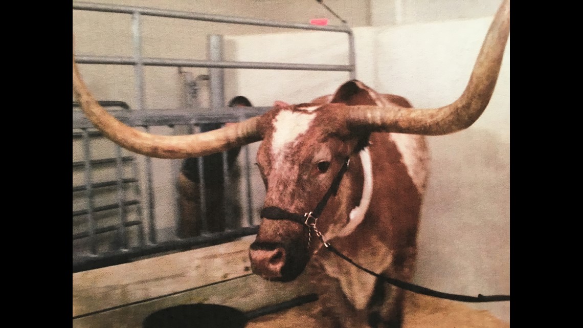 Even after his death, Longhorns mascot Bevo XIV could save lives, UT ...