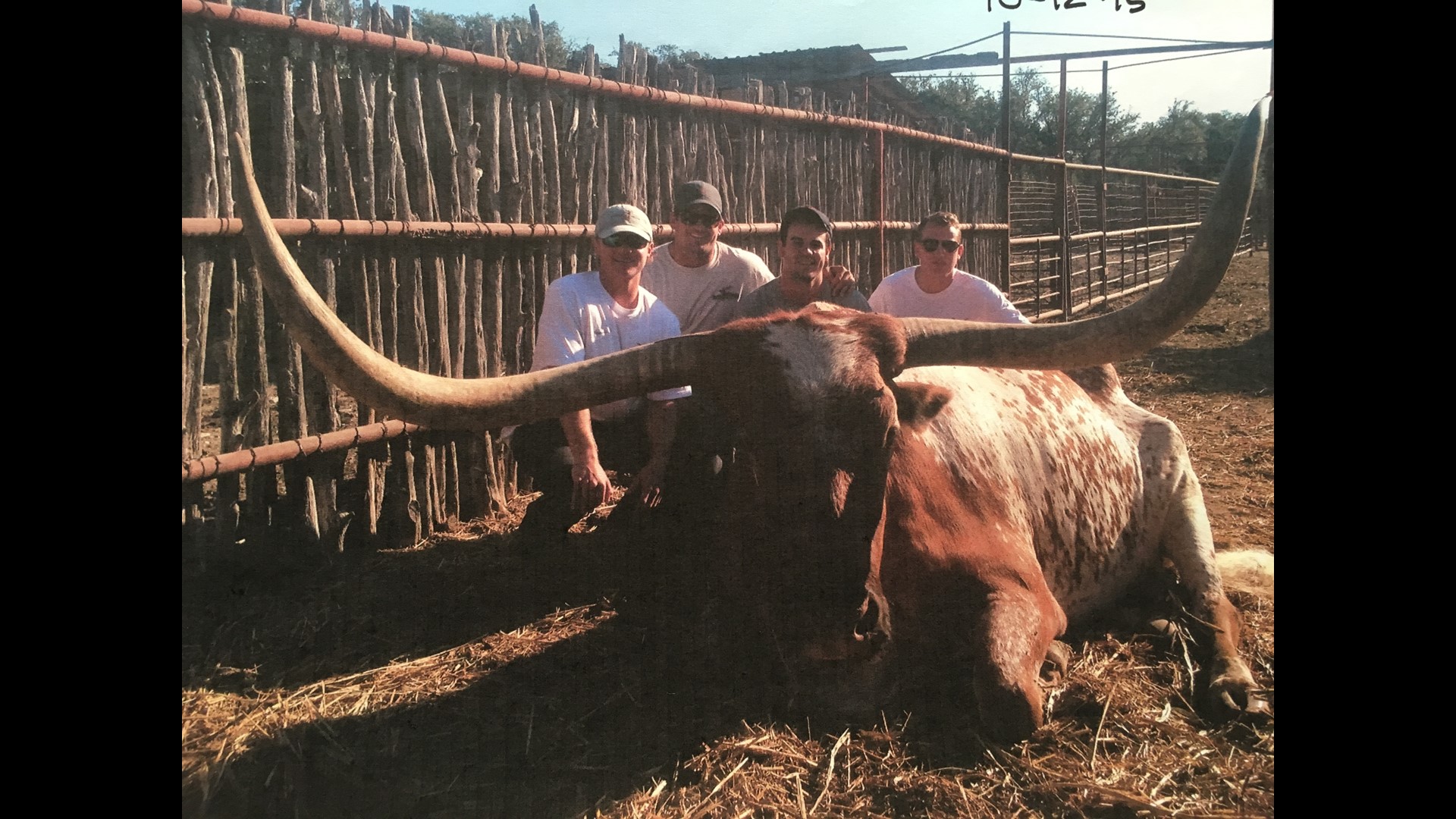 Even after his death, Longhorns mascot Bevo XIV could save lives, UT ...