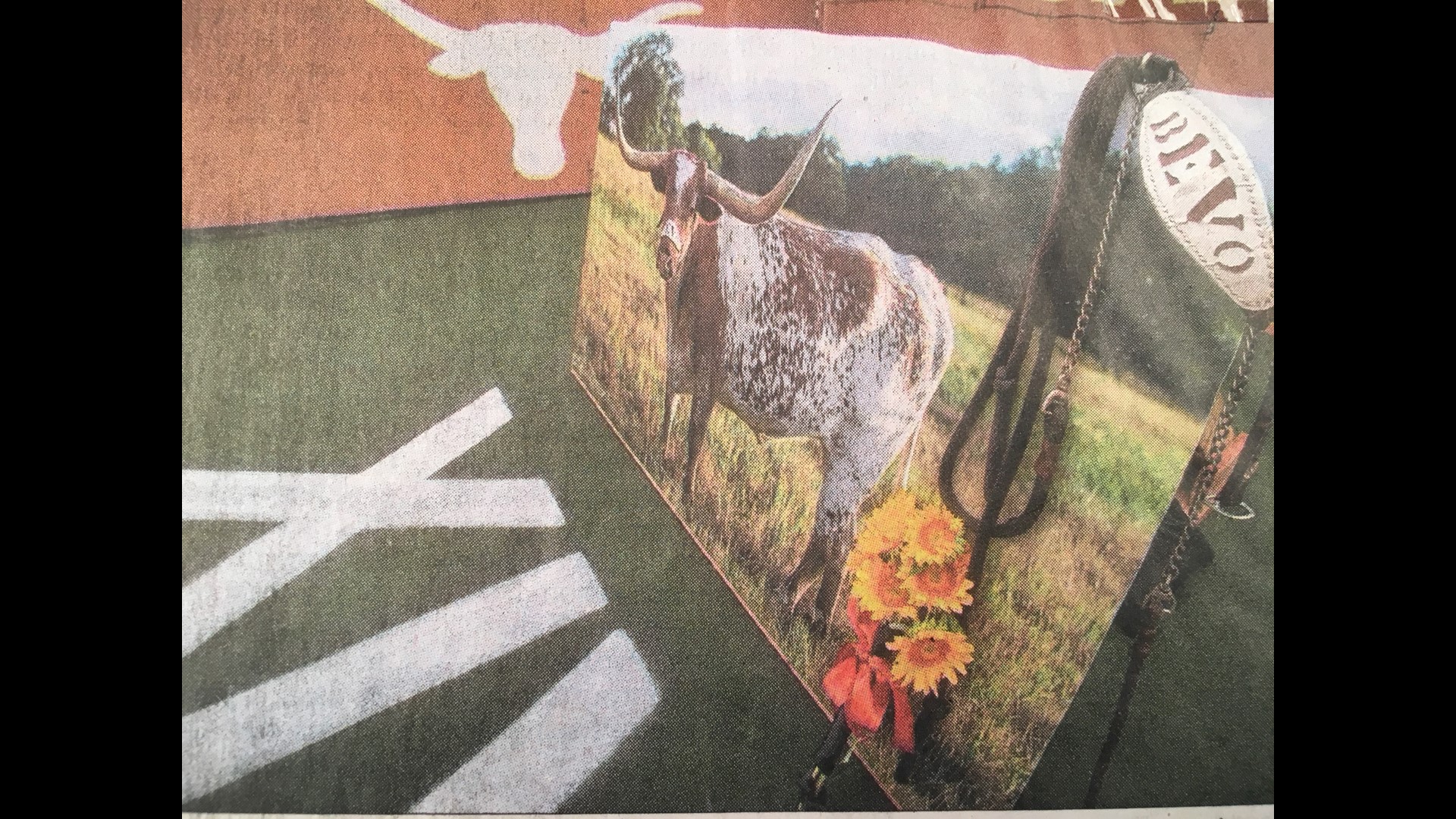 Even after his death, Longhorns mascot Bevo XIV could save lives, UT ...