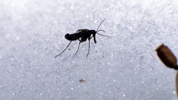What are snow fleas? Why tiny black bugs show up on snowy days | 12news.com