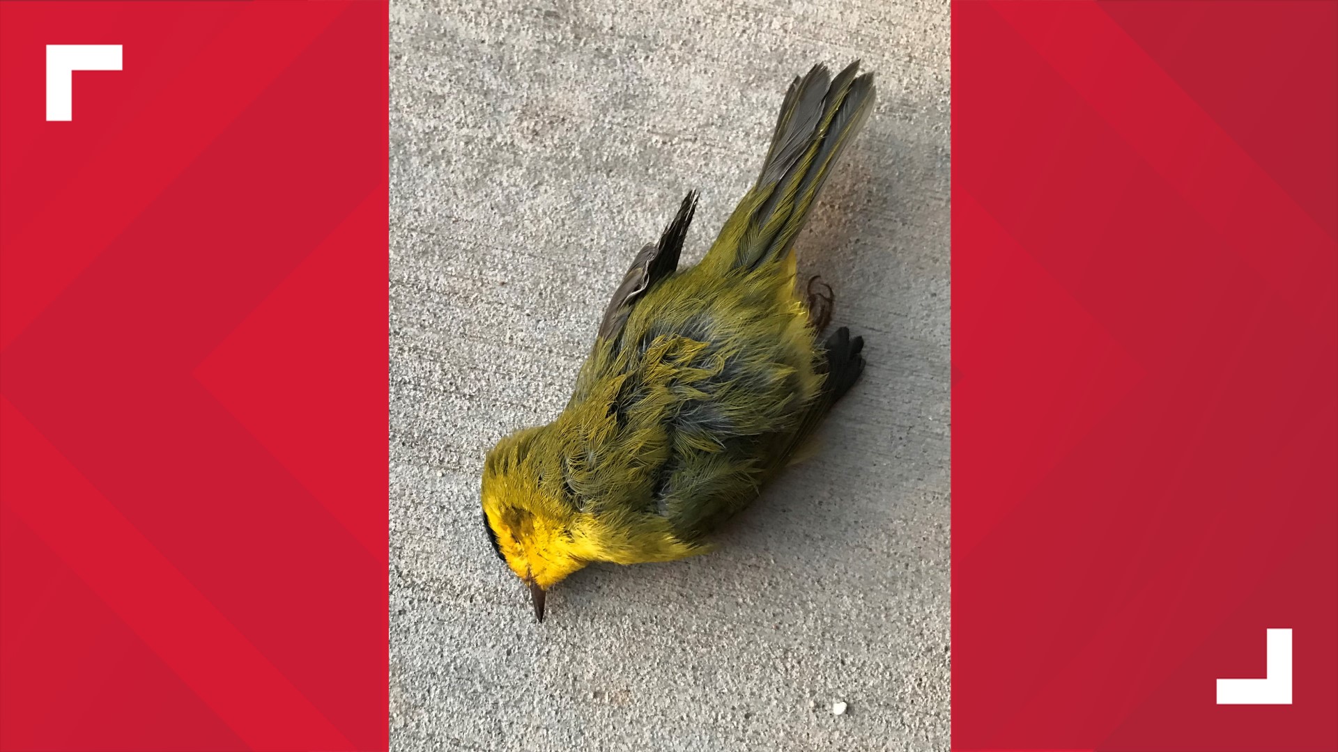 Mass die-off of birds in AZ, southwest US due to climate change ...