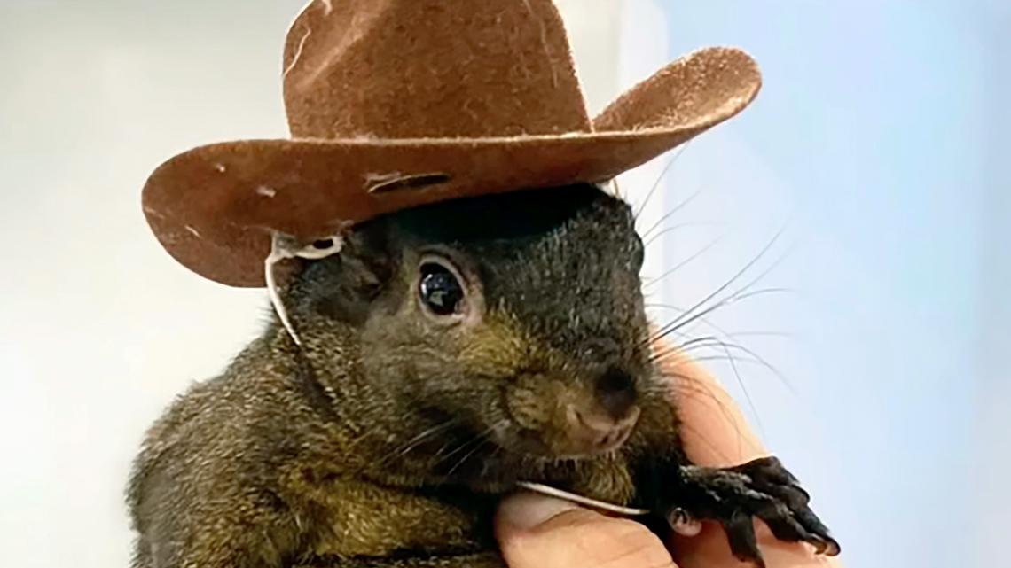 Orphaned squirrel who became social media star was euthanized after being seized from home ...