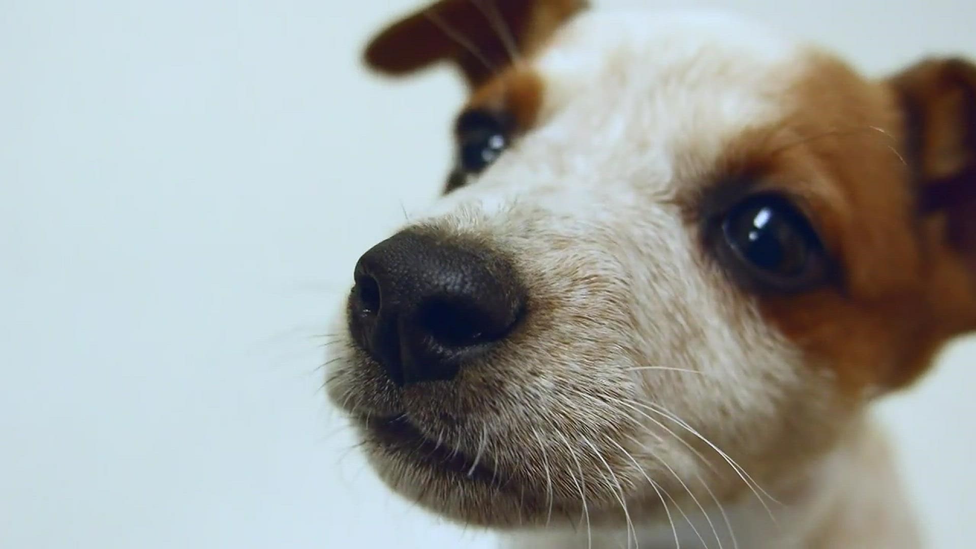 Animal live cams to make your day better | 12news.com