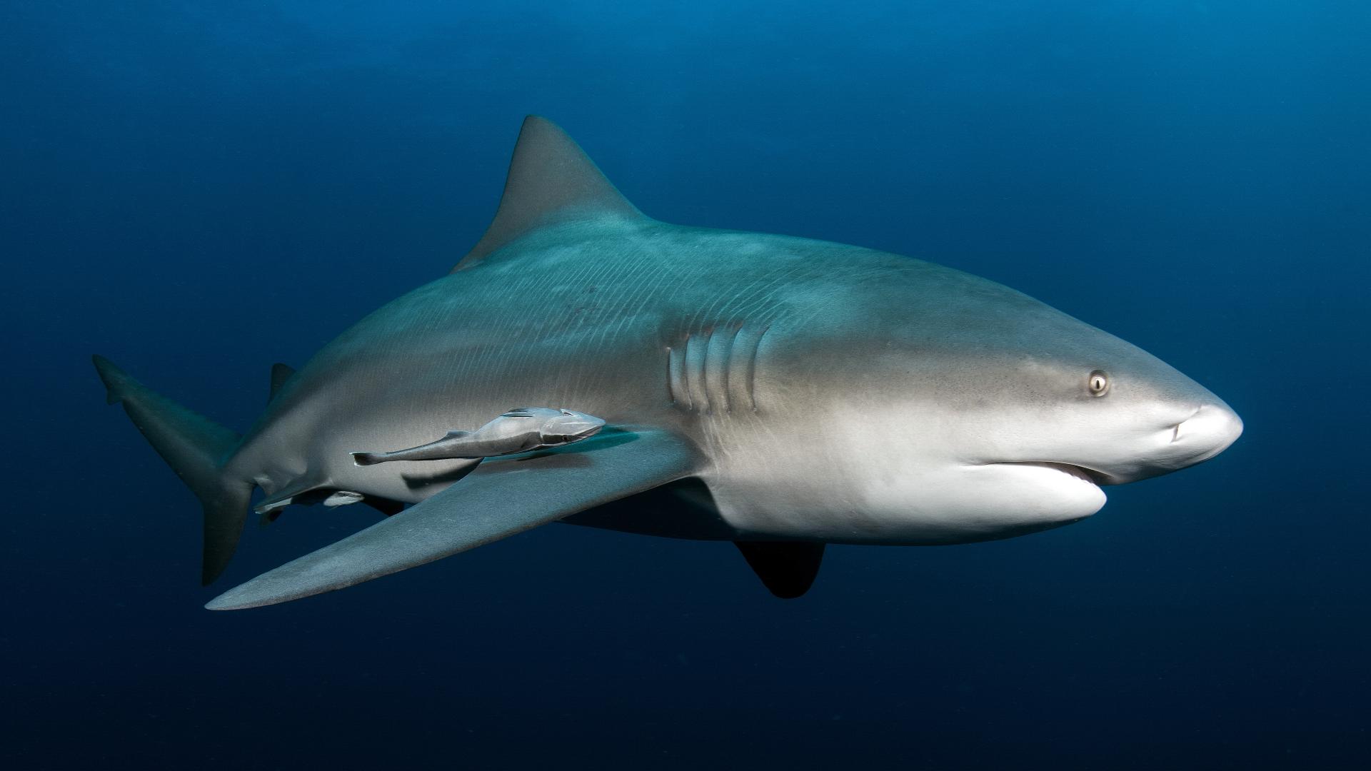 Video appears to show shark attacking man in Florida Panhandle | 12news.com