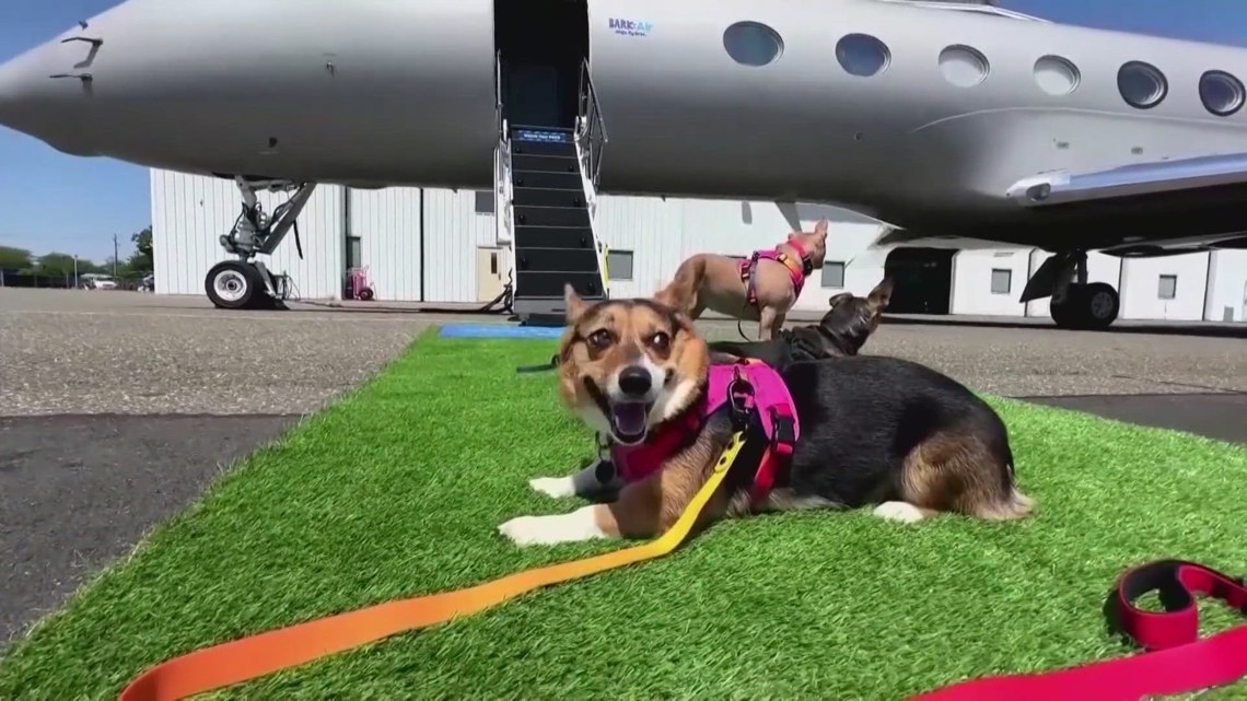 Bark Air, dog-first airline coming to Arizona | 12news.com